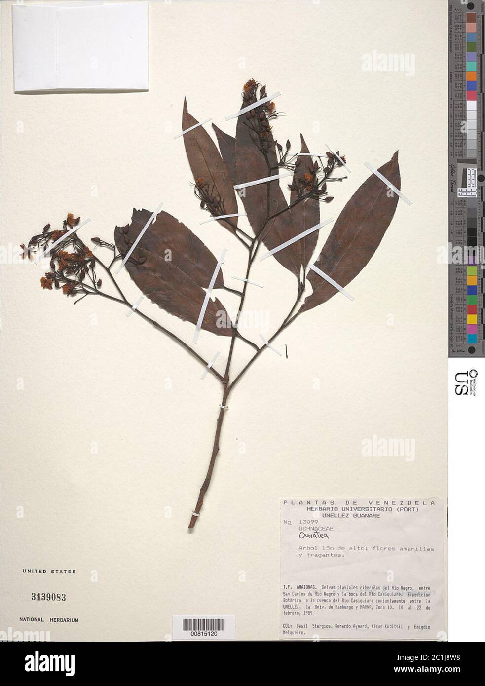 Ouratea hi-res stock photography and images - Alamy