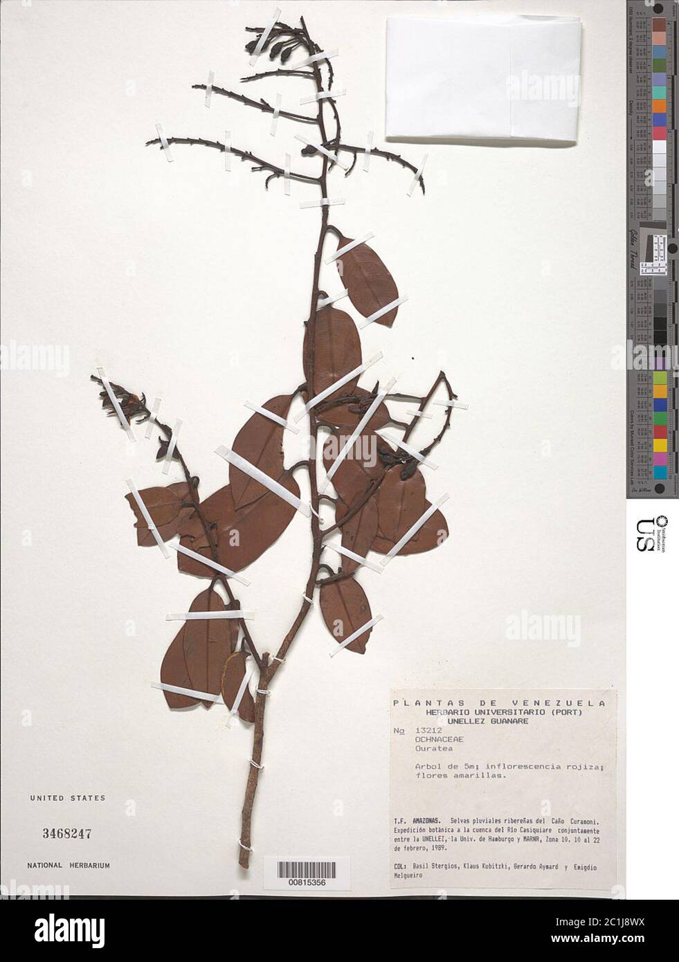 Ouratea hi-res stock photography and images - Alamy