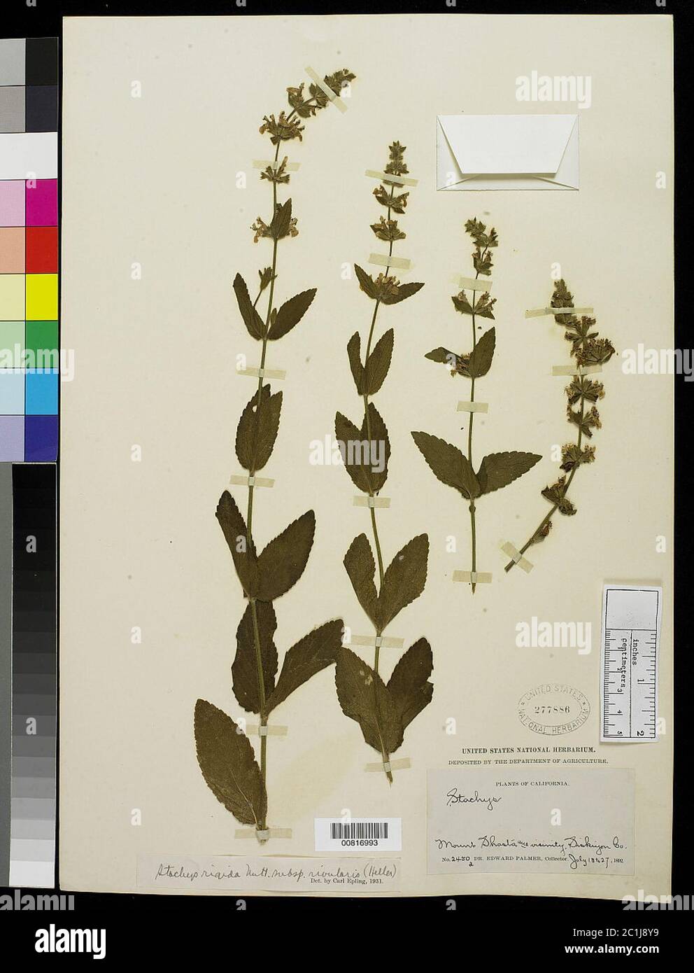 Stachys rigida subsp rivularis DC ex Benth in Nutt Stachys rigida subsp ...