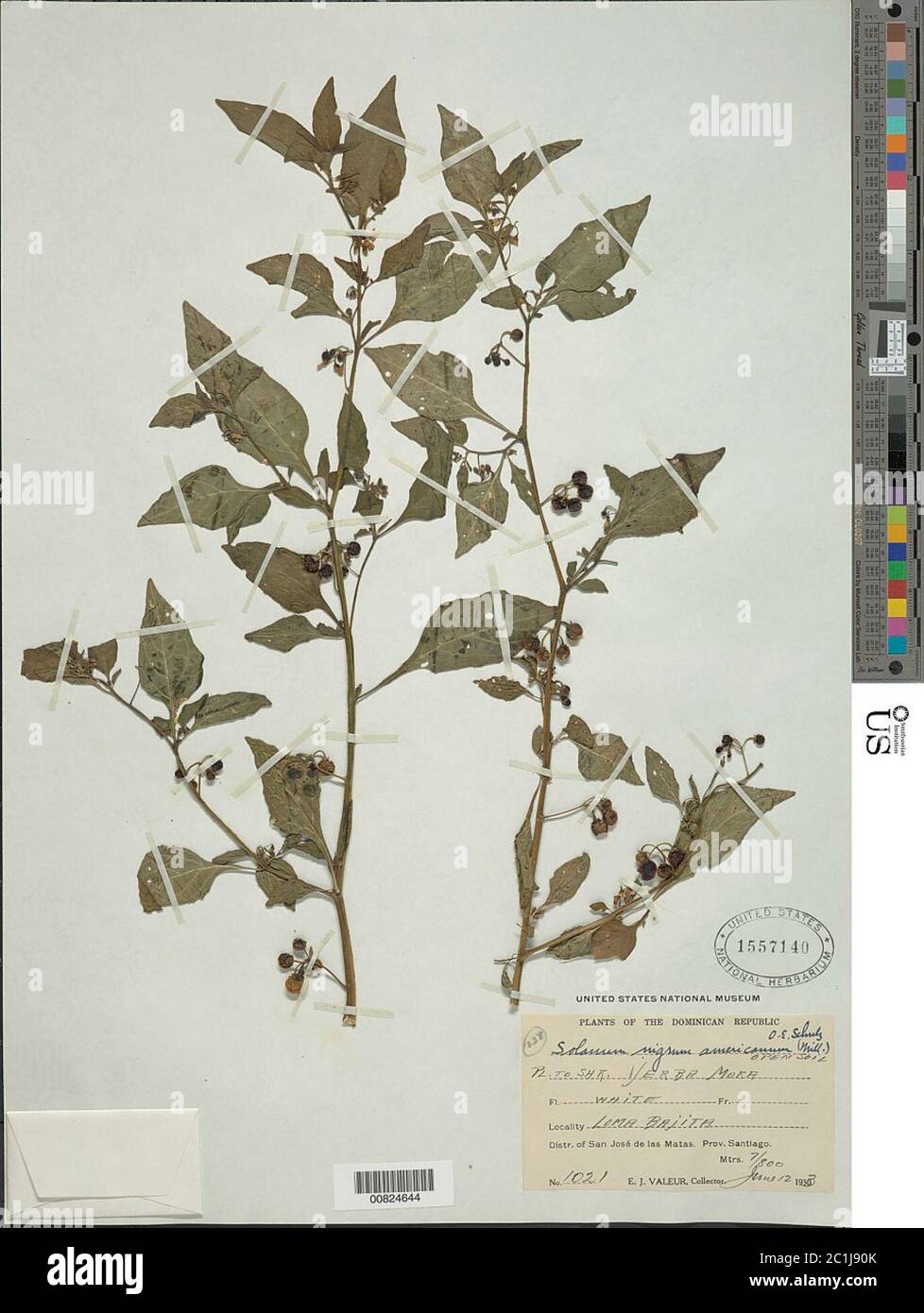 Solanum nigrum L Solanum nigrum L Stock Photo - Alamy