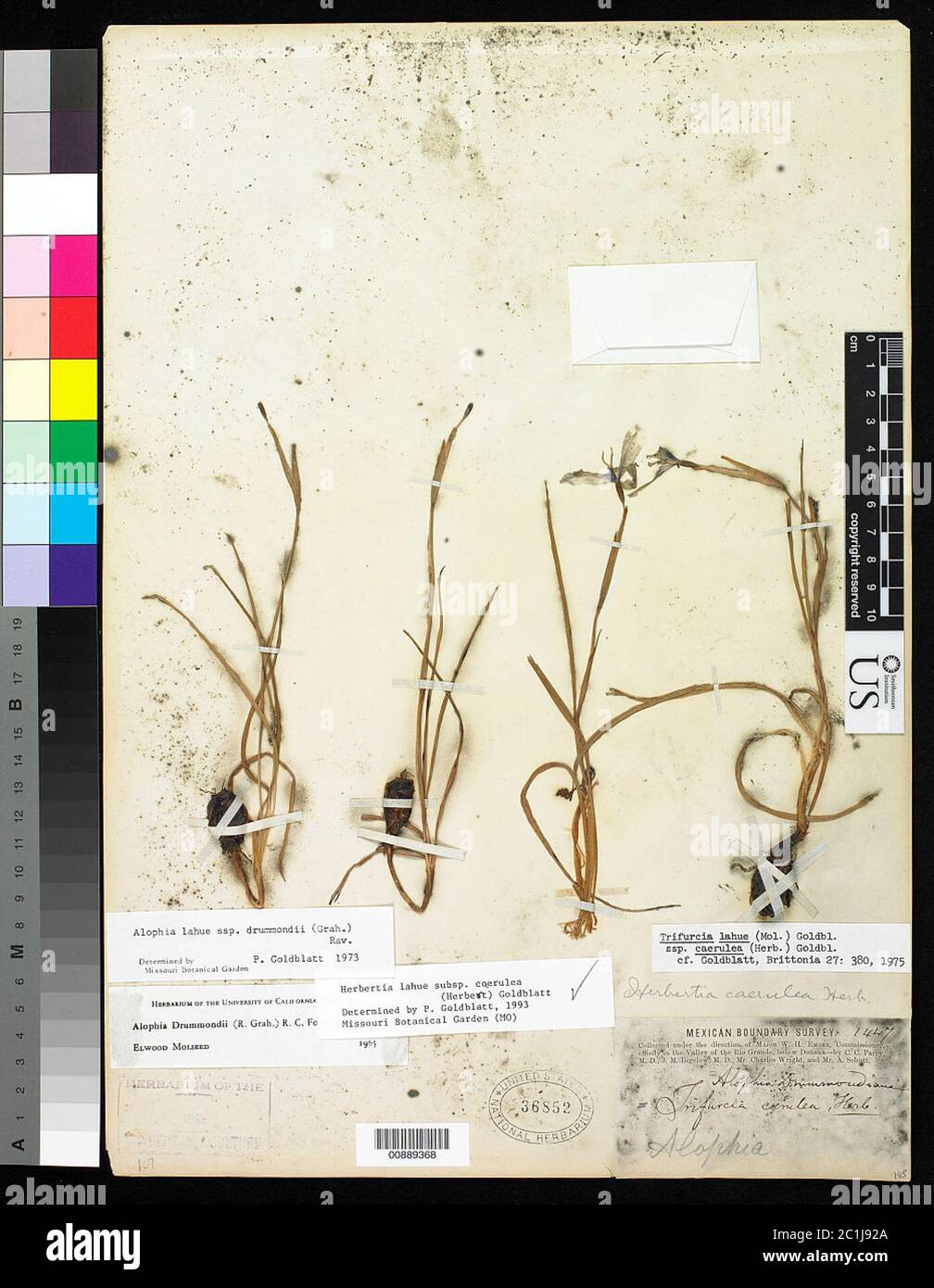 Herbertia lahue subsp caerulea Herb Goldblatt Herbertia lahue subsp ...