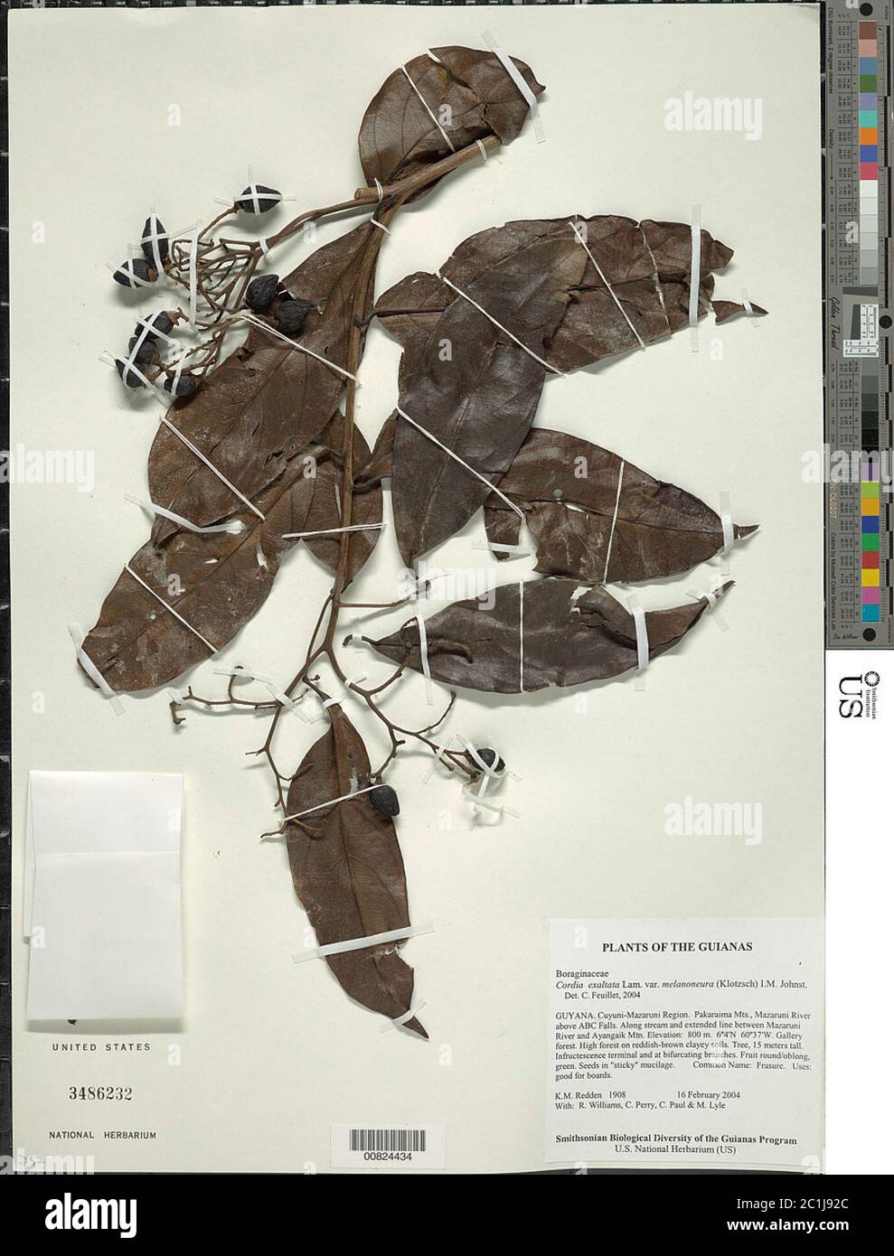 Melanoneura hi-res stock photography and images - Alamy