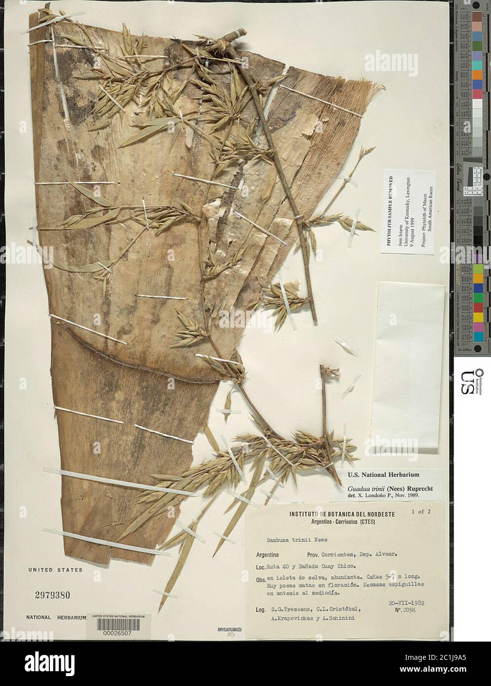 Guadua trinii Nees Nees ex Rupr Guadua trinii Nees Nees ex Rupr Stock ...
