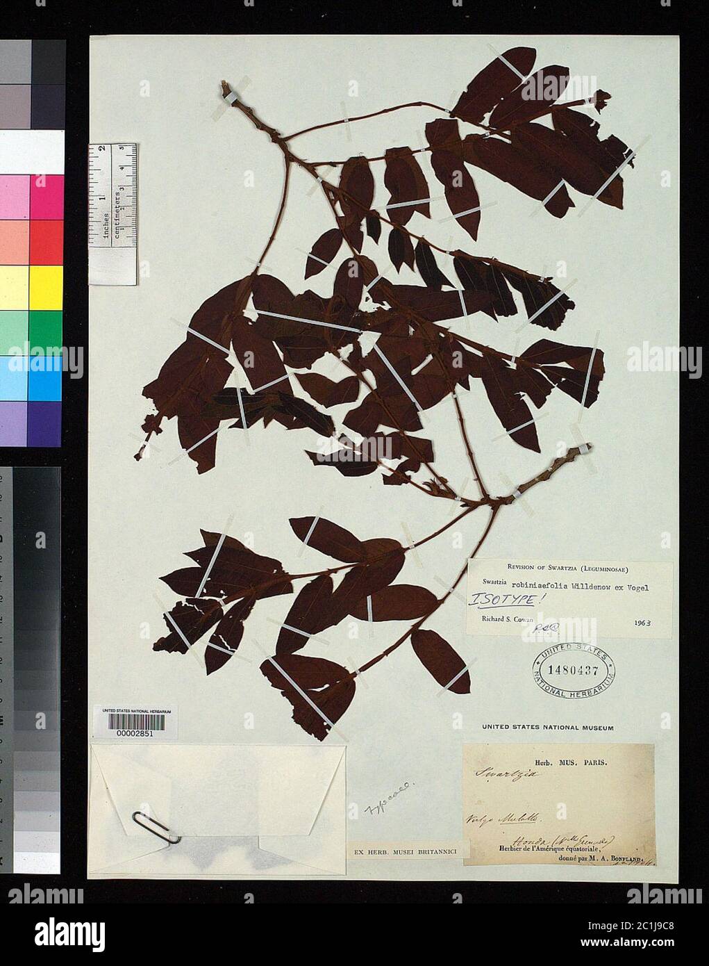 Swartzia robiniifolia Willd ex Vogel Swartzia robiniifolia Willd ex ...