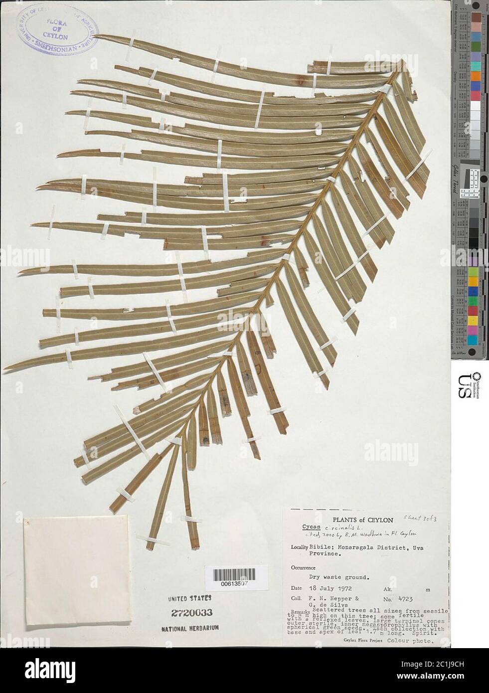 Cycas circinalis L Cycas circinalis L Stock Photo - Alamy