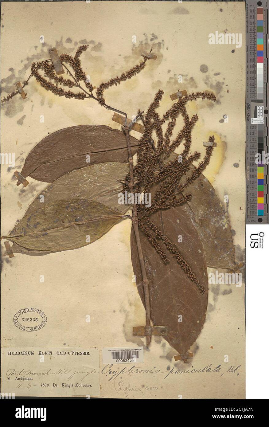 Crypteronia paniculata Blume Crypteronia paniculata Blume Stock Photo ...