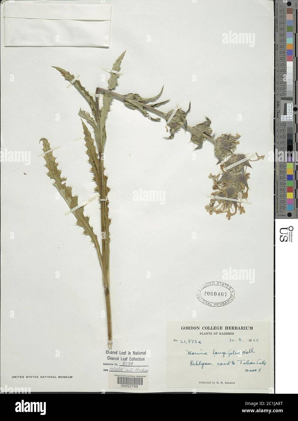 Morina longifolia hi-res stock photography and images - Alamy