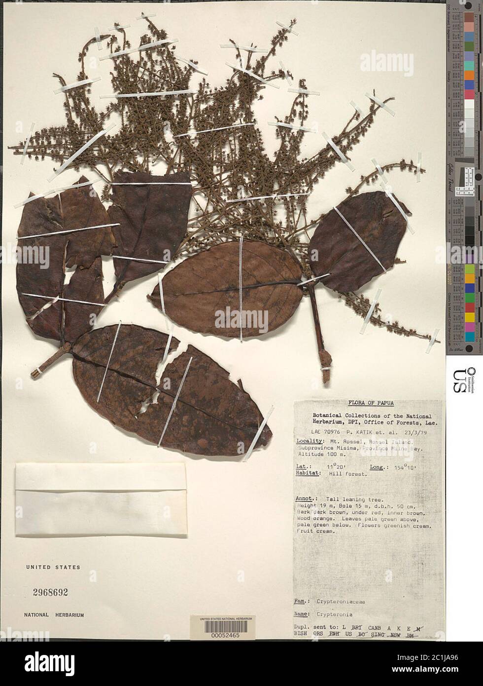 Crypteronia sp Crypteronia sp Stock Photo - Alamy