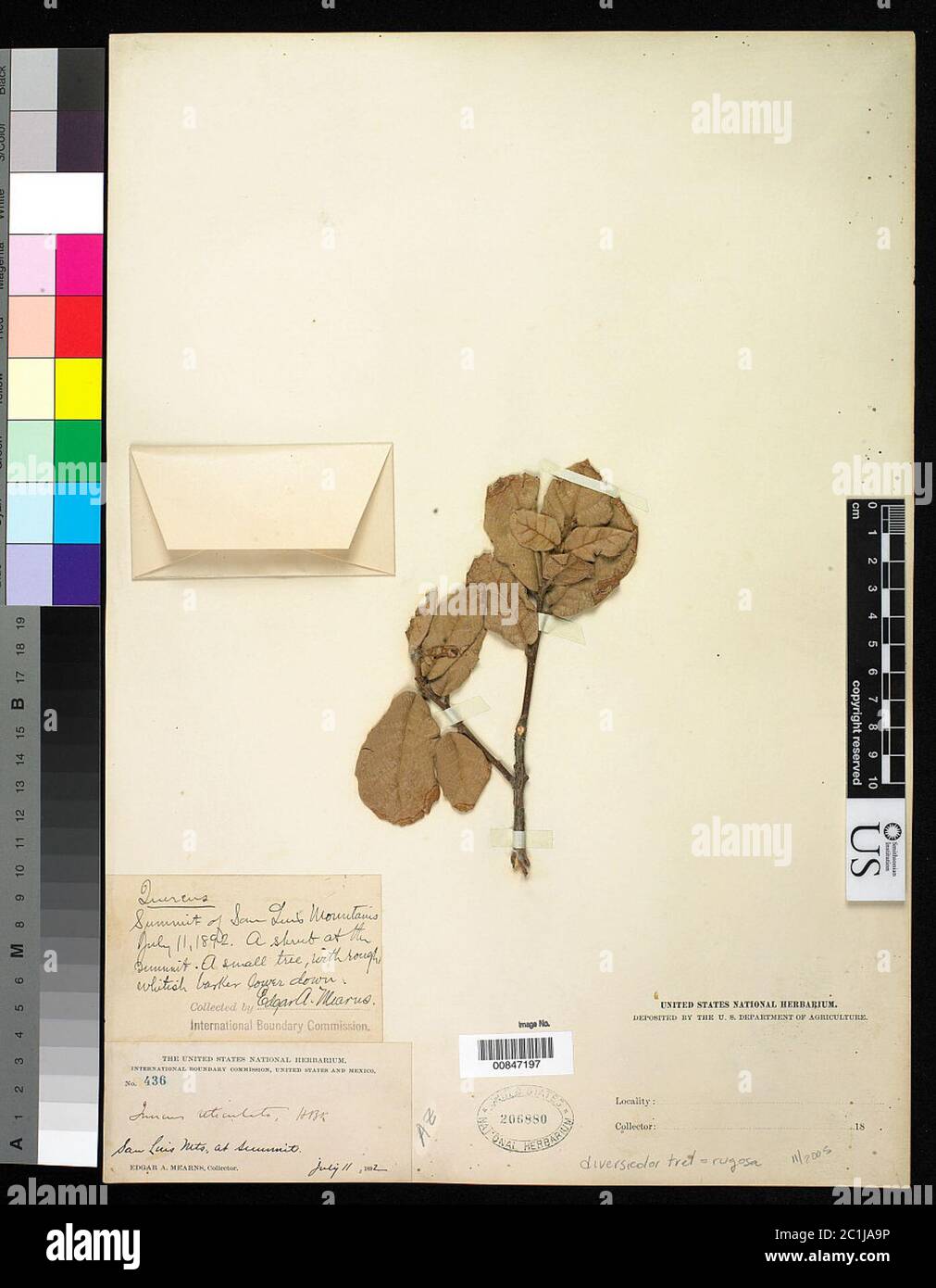 Quercus rugosa hi-res stock photography and images - Alamy