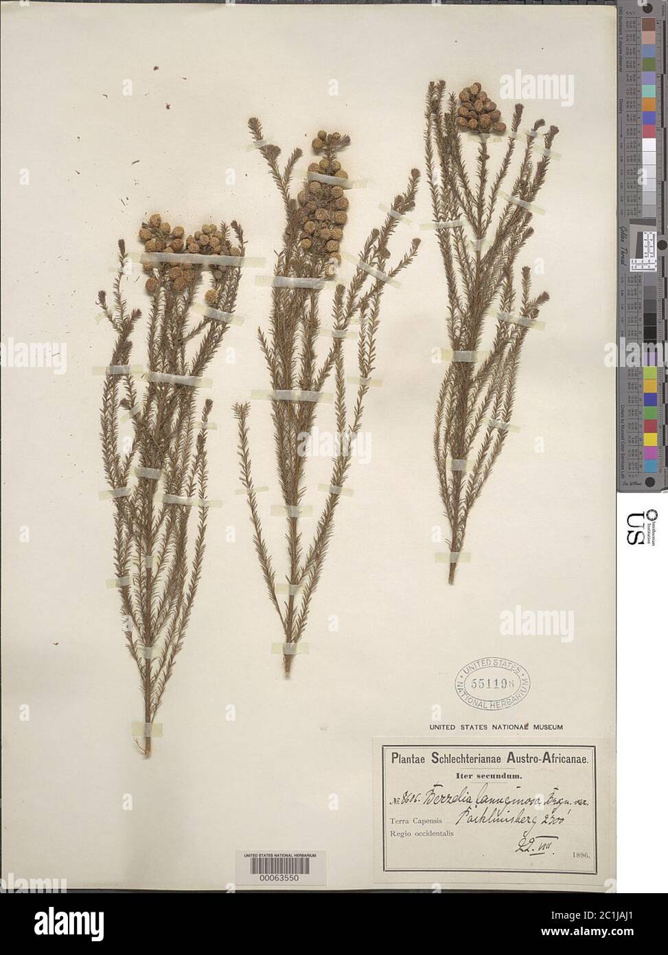 Berzelia hi-res stock photography and images - Alamy