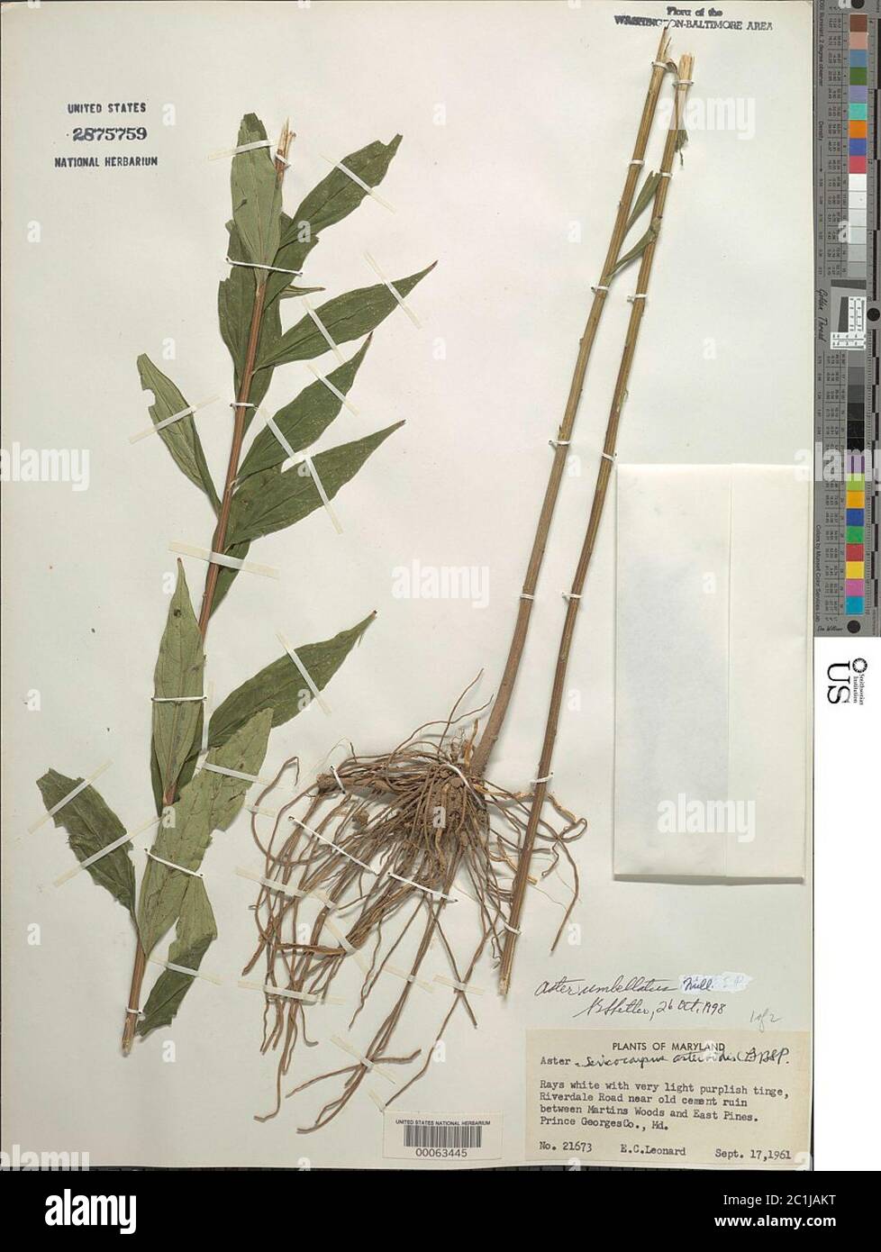 Doellingeria umbellata Doellingeria umbellata Stock Photo - Alamy