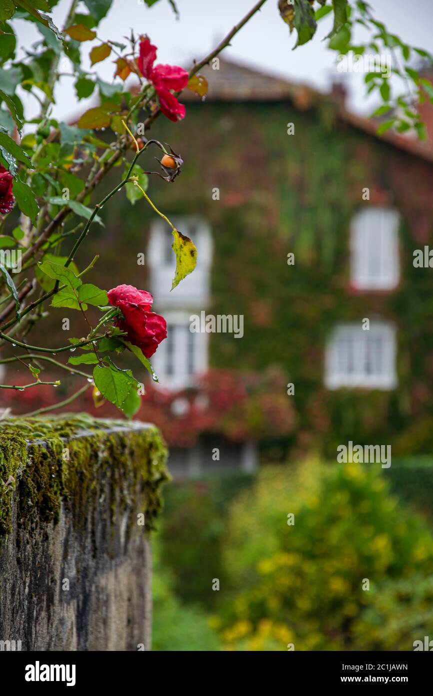 Red carnation on a rainy day Stock Photo - Alamy