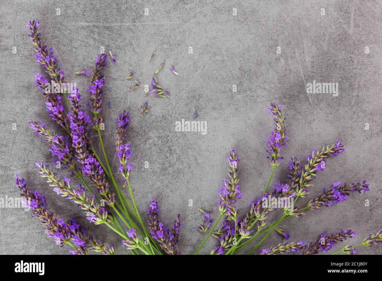Fresh flowers of lavender bouquet on grey background top view Stock ...
