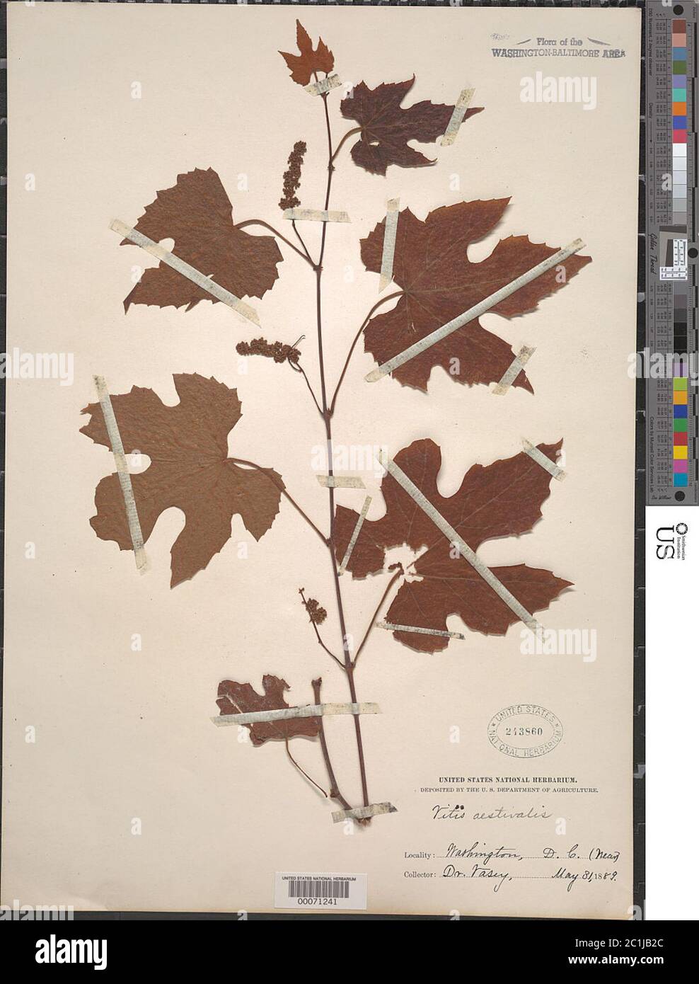 Vitis aestivalis Michx Vitis aestivalis Michx Stock Photo - Alamy