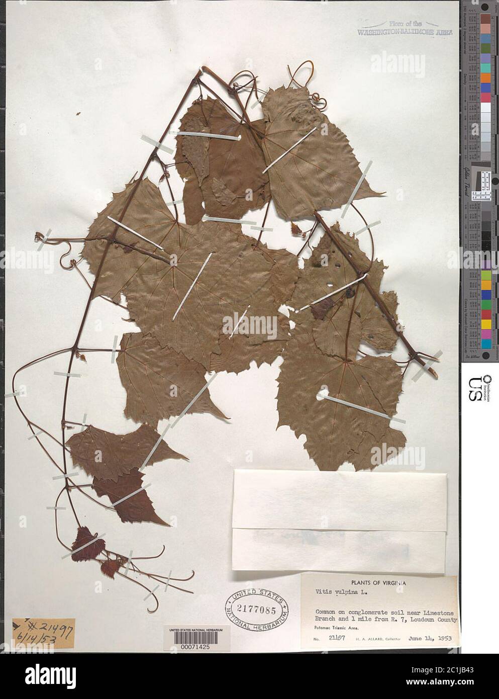 Vitis vulpina L Vitis vulpina L Stock Photo - Alamy