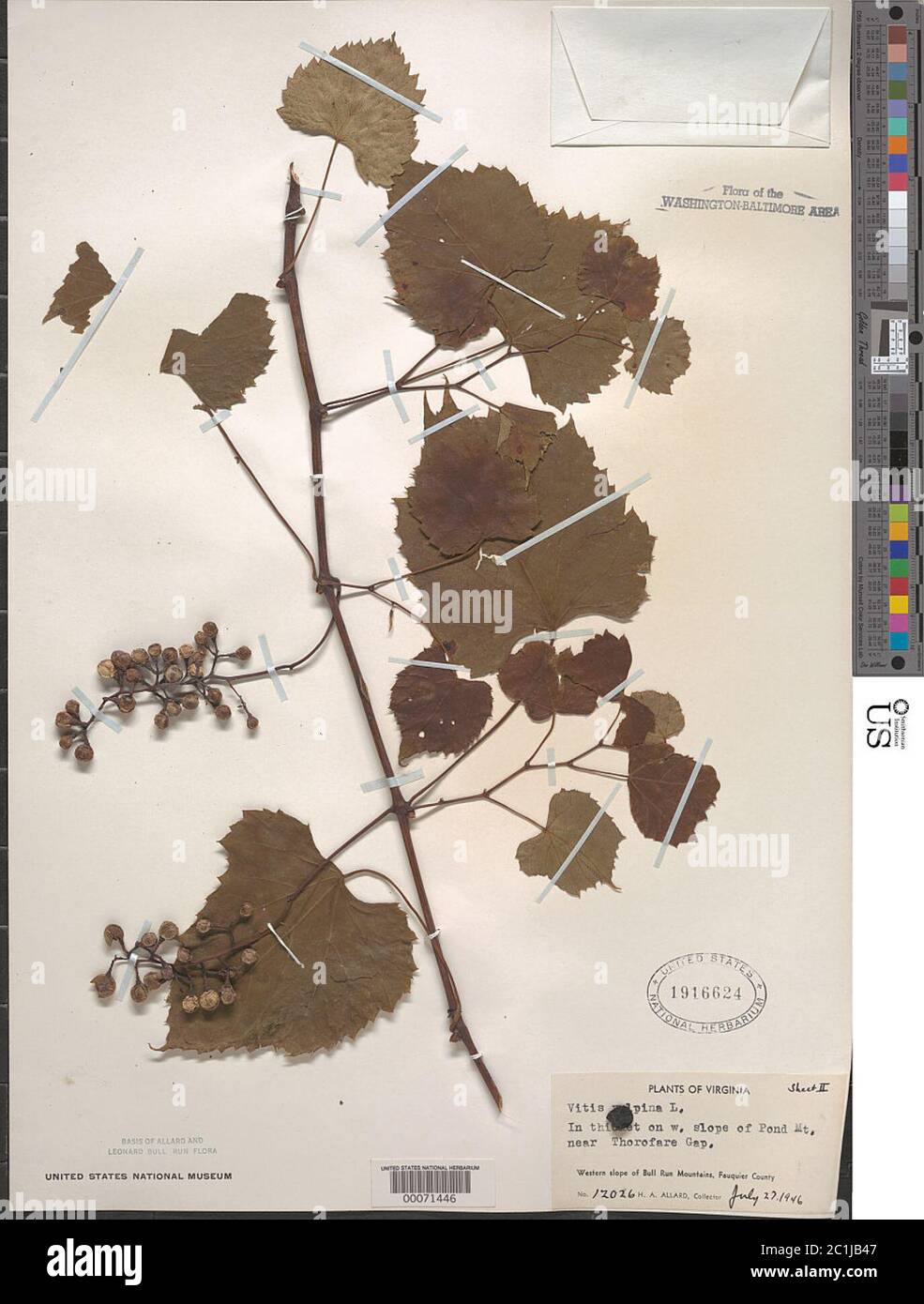 Vitis vulpina L Vitis vulpina L Stock Photo - Alamy