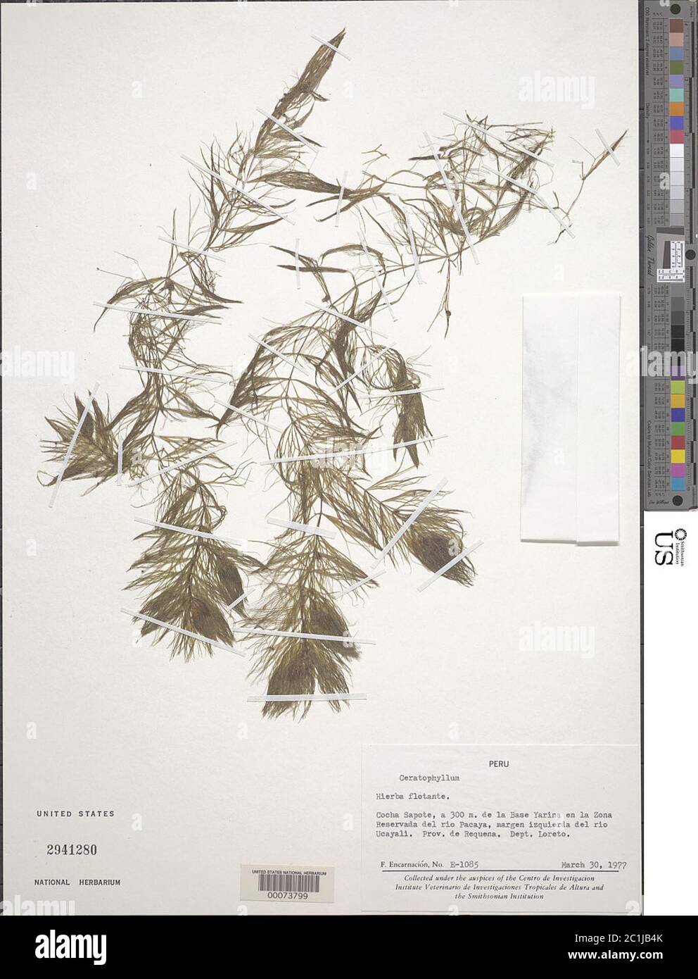 Ceratophyllum sp hi-res stock photography and images - Alamy