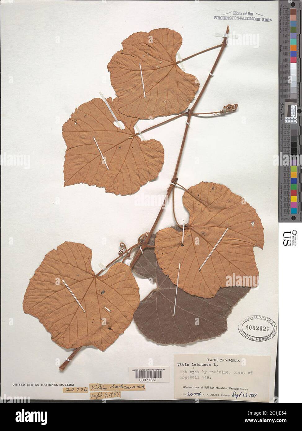 Vitis labrusca L Vitis labrusca L Stock Photo - Alamy