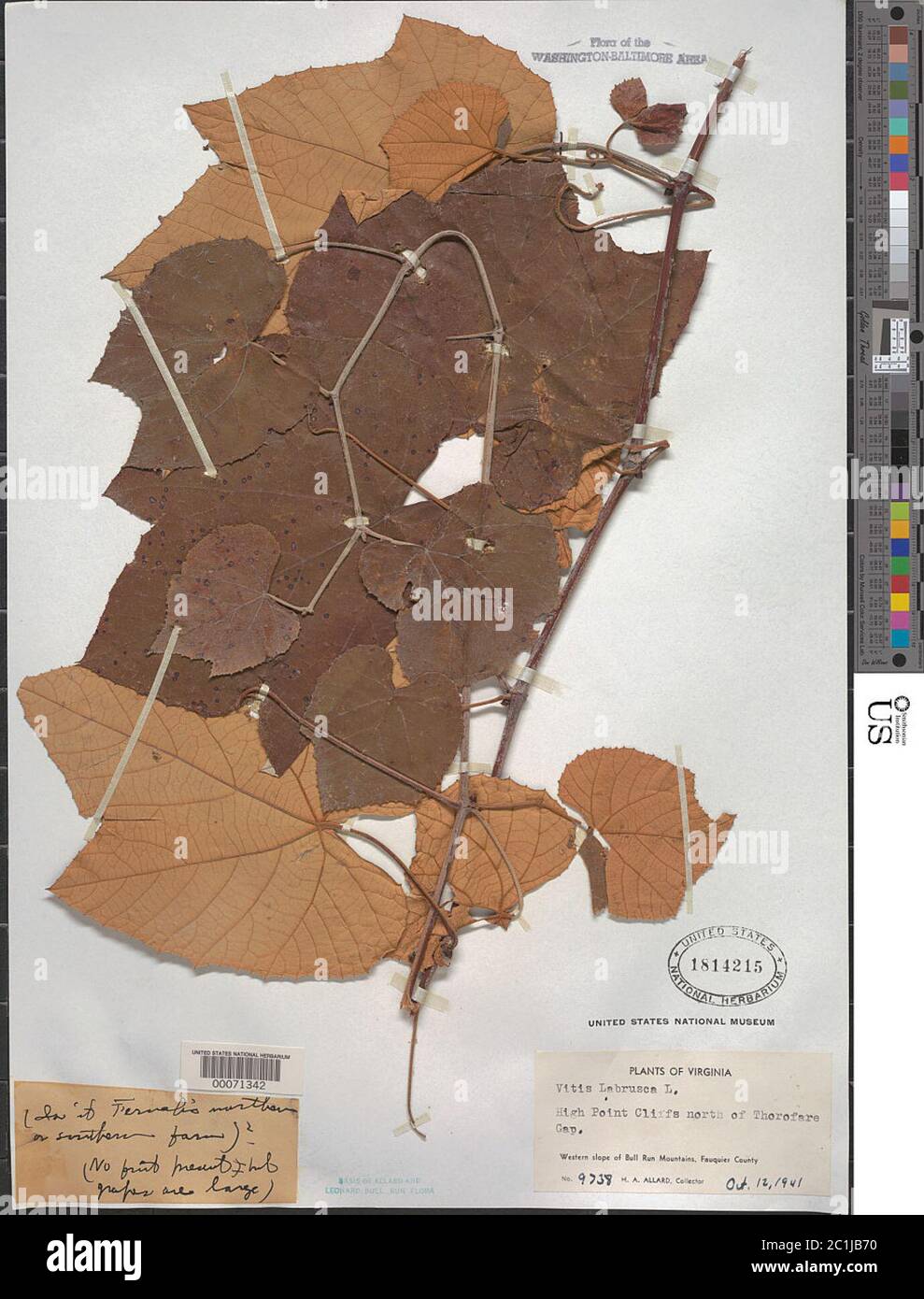 Vitis labrusca L Vitis labrusca L Stock Photo - Alamy