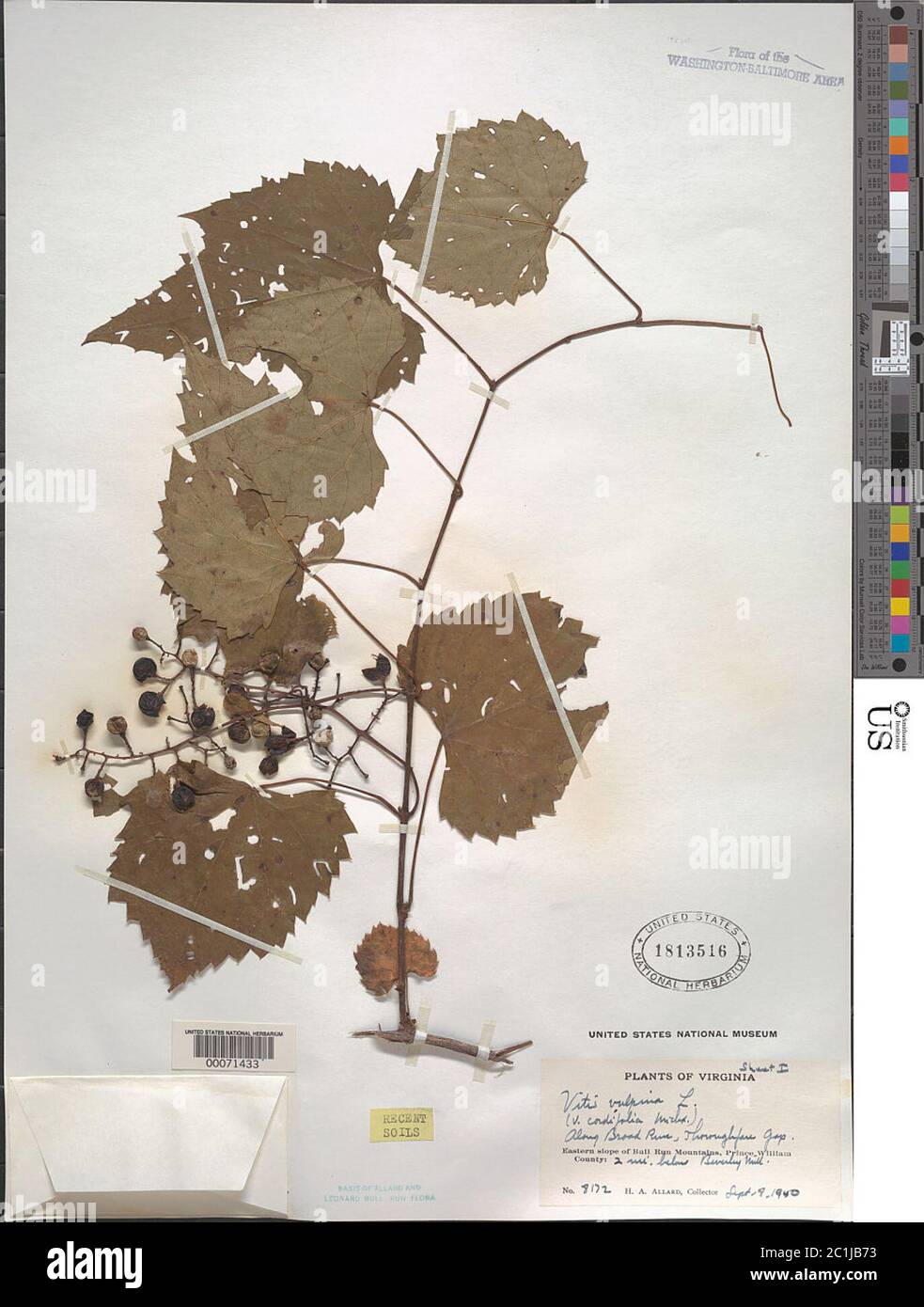 Vitis vulpina L Vitis vulpina L Stock Photo - Alamy