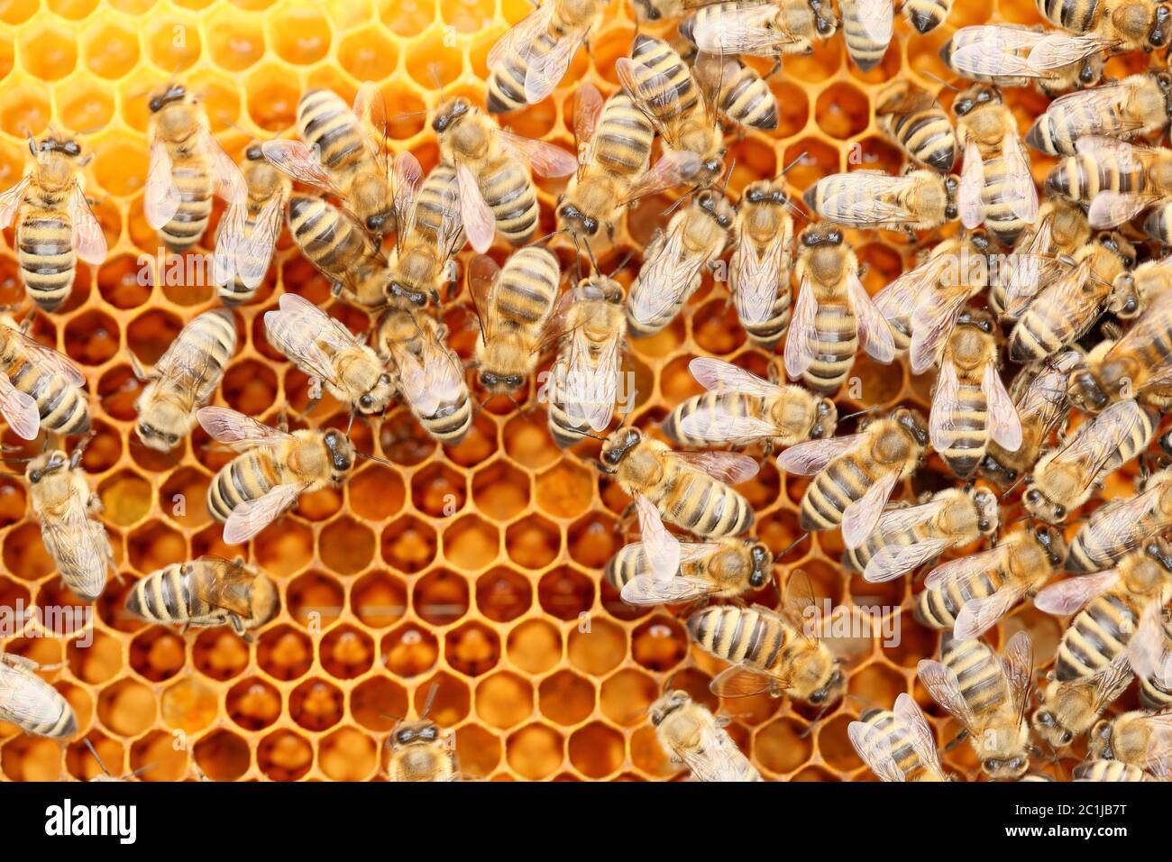 many working bees on a beeswax Stock Photo - Alamy
