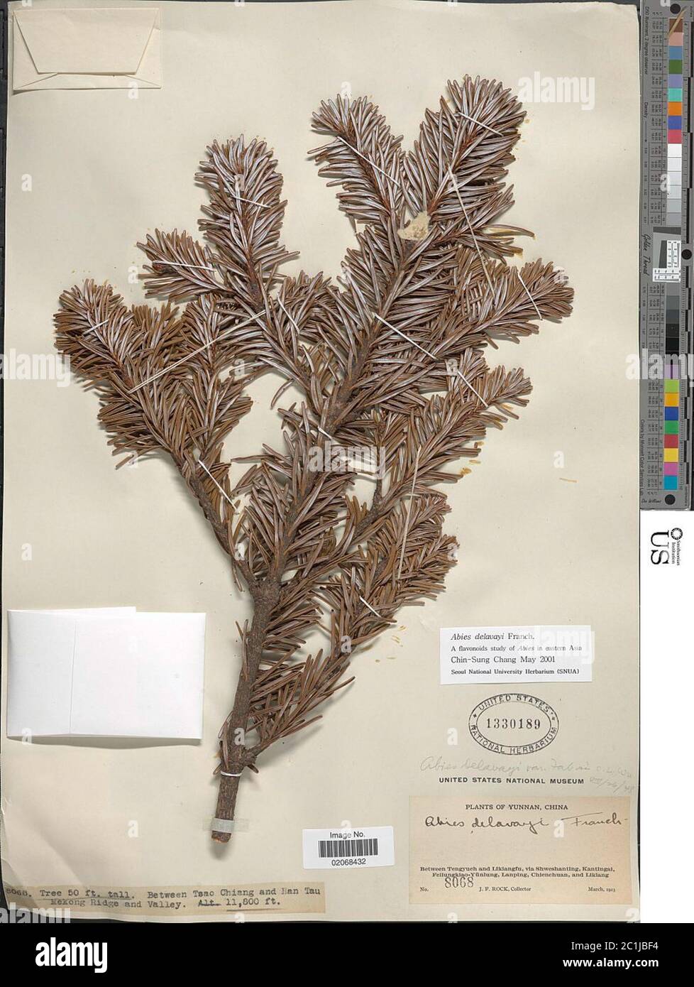 Abies delavayi hi-res stock photography and images - Alamy