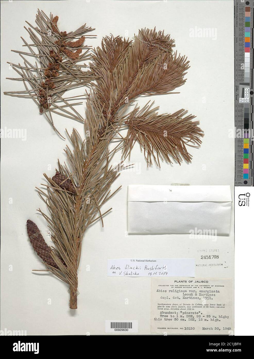 Abies religiosa Kunth Schltdl Cham Abies religiosa Kunth Schltdl Cham ...