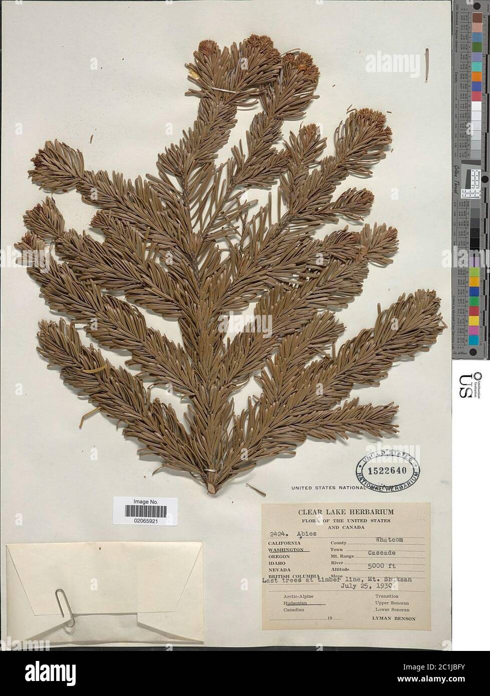 Abies sp Abies sp Stock Photo - Alamy
