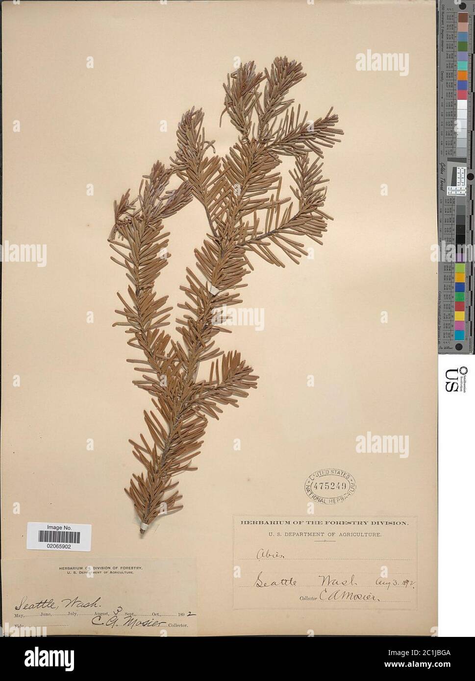 Abies sp Abies sp Stock Photo - Alamy