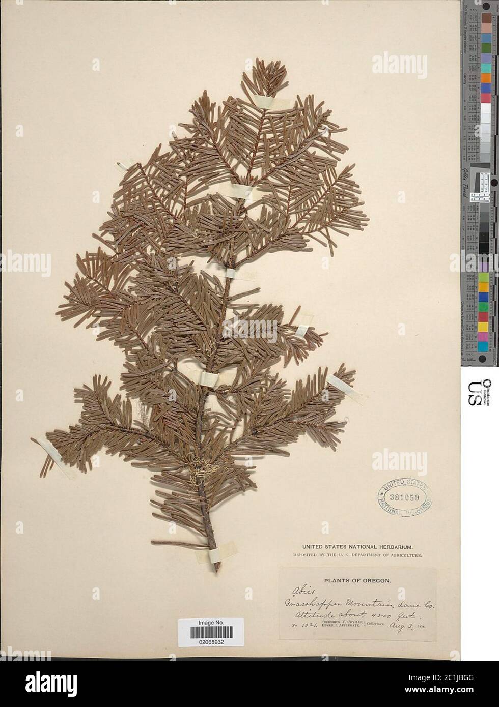 Abies abies sp hi-res stock photography and images - Alamy