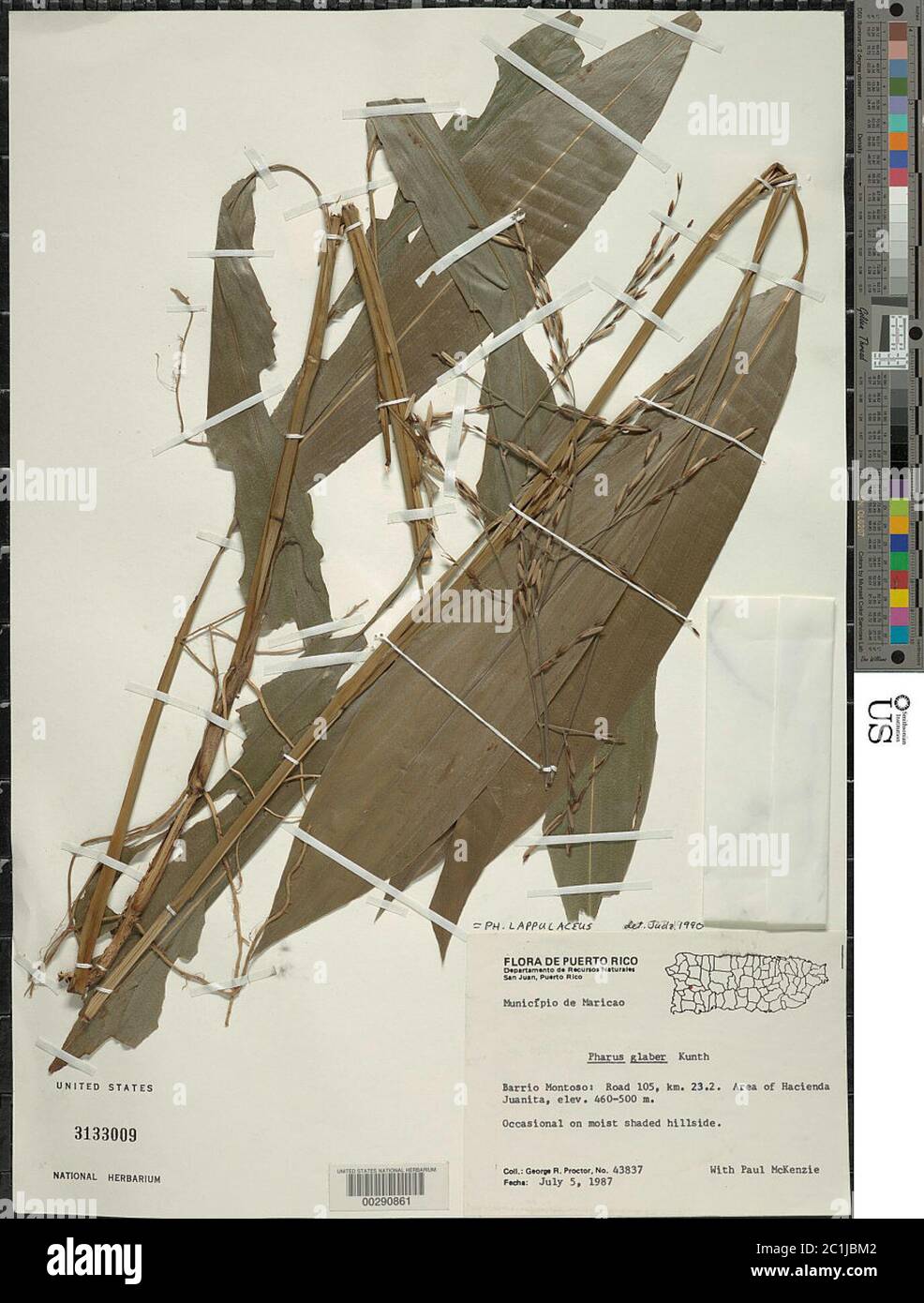 Pharus lappulaceus Aubl Pharus lappulaceus Aubl Stock Photo - Alamy