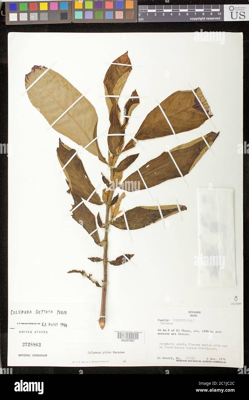 Columnea guttata Poepp Columnea guttata Poepp Stock Photo - Alamy