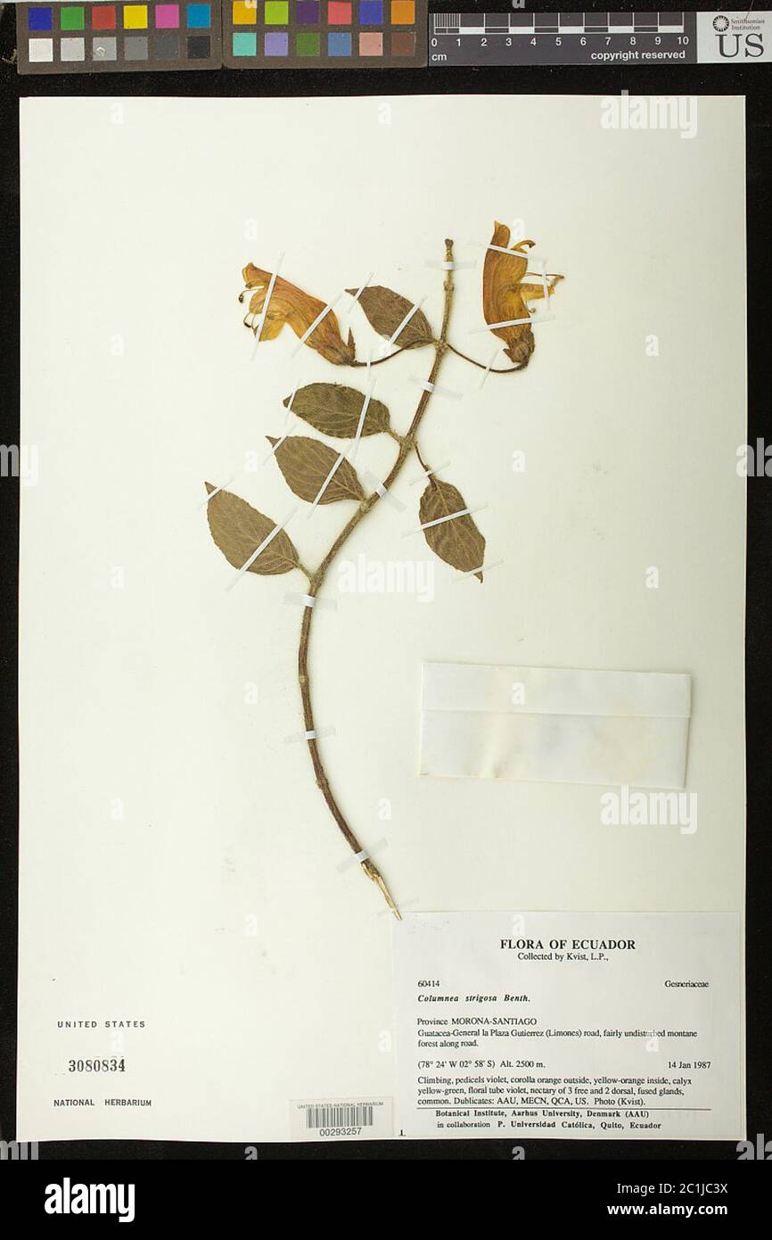 Columnea strigosa Benth Columnea strigosa Benth Stock Photo - Alamy