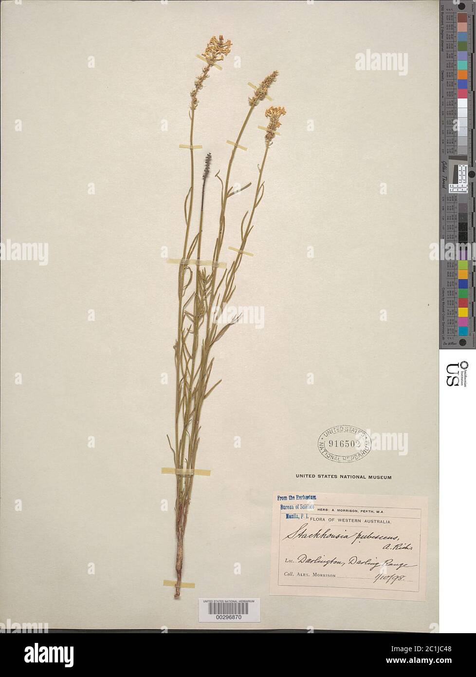 Stackhousia pubescens A Rich Stackhousia pubescens A Rich Stock Photo ...