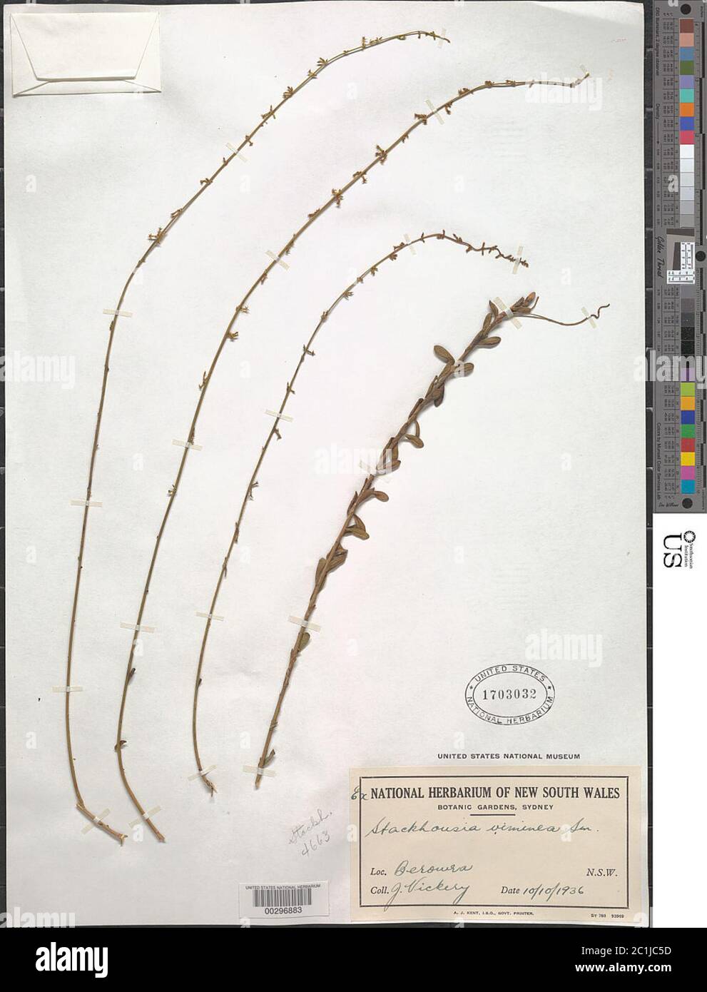 Stackhousia viminea Small Stackhousia viminea Small Stock Photo - Alamy