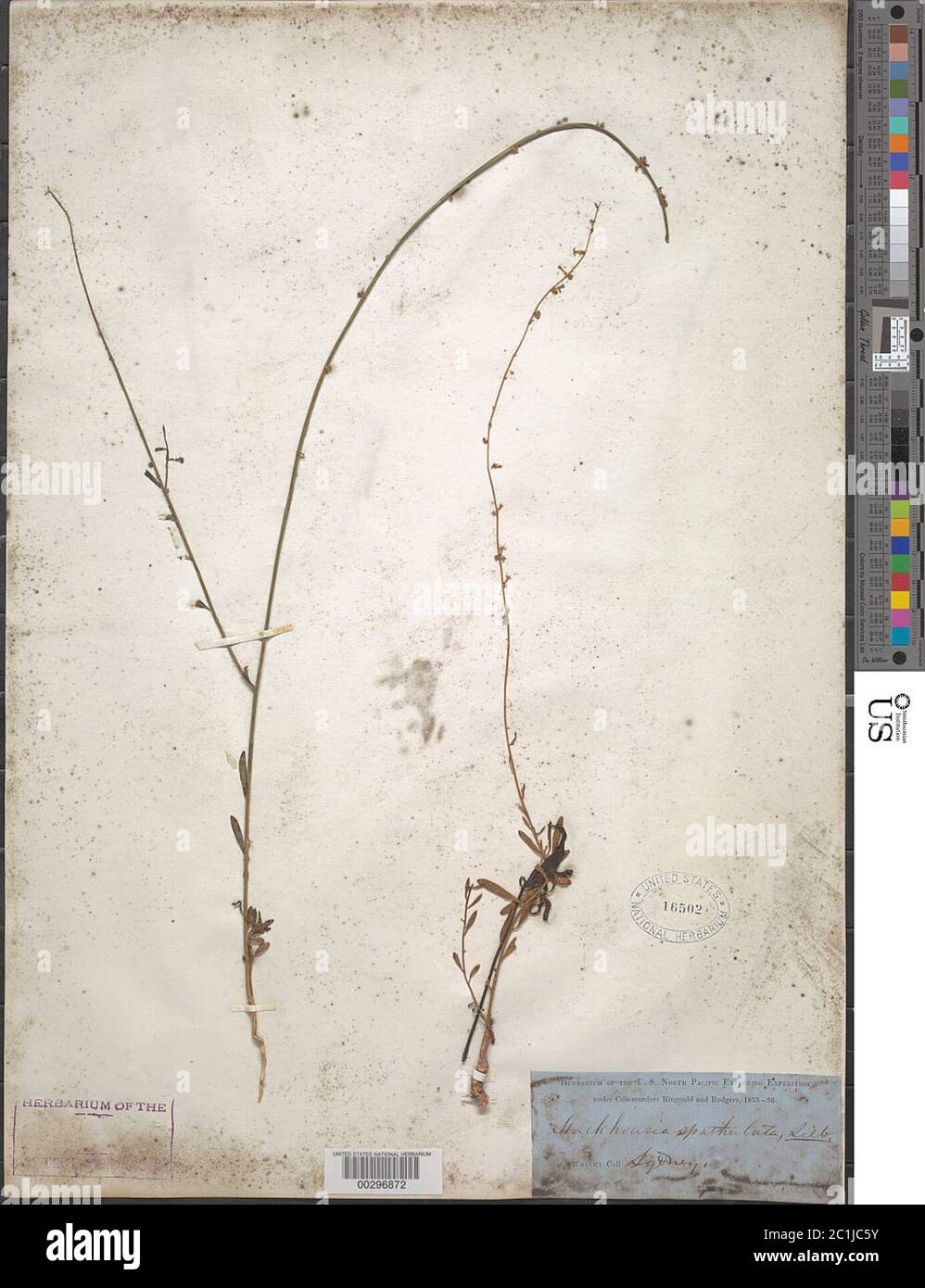 S spathulata hi-res stock photography and images - Alamy