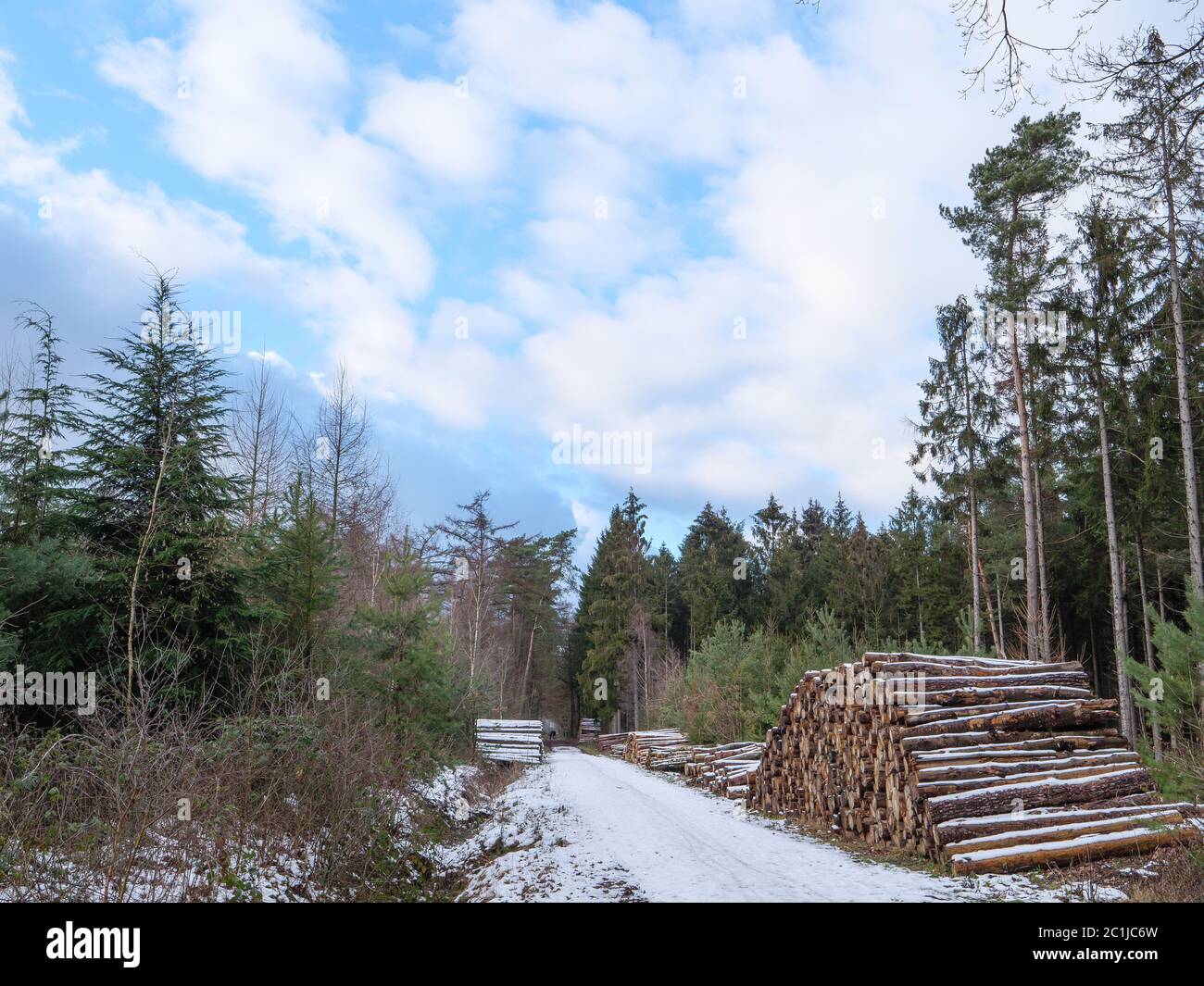 winter time in a german forest Stock Photo - Alamy
