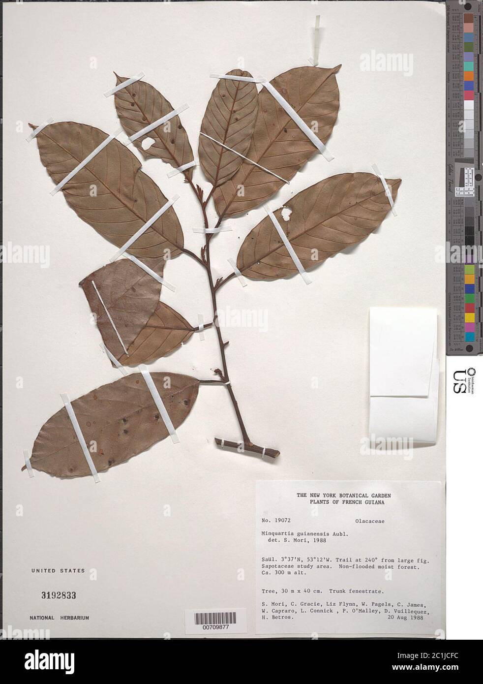 Minquartia guianensis Aubl Minquartia guianensis Aubl Stock Photo - Alamy