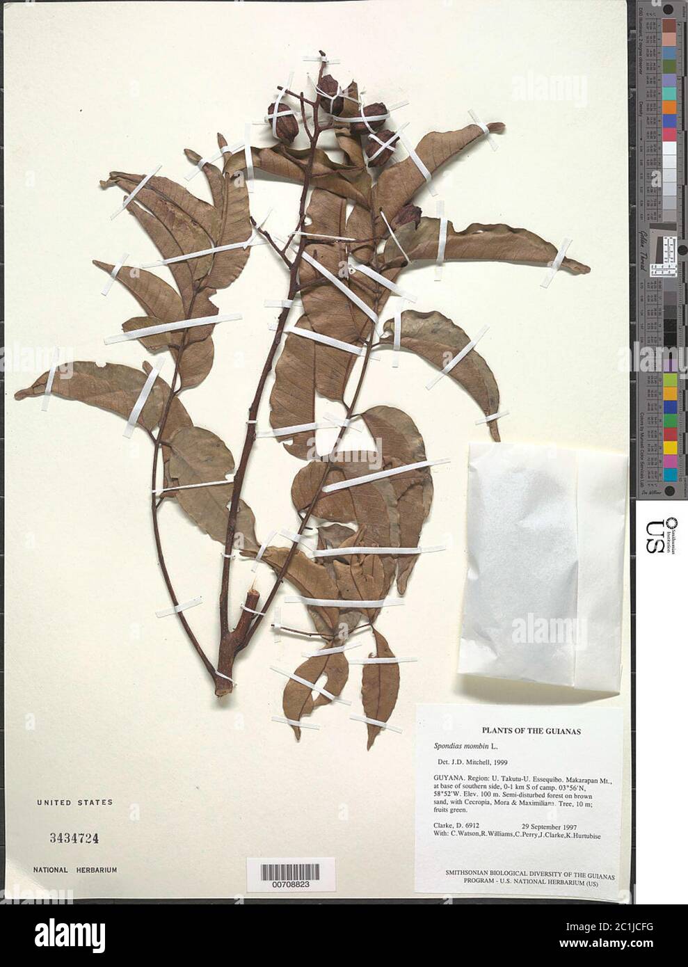 Spondias mombin l hi-res stock photography and images - Alamy