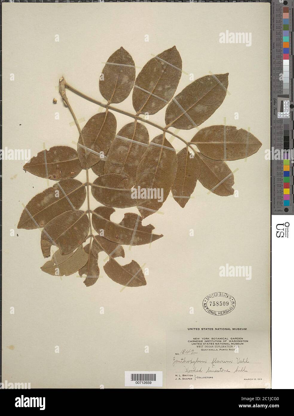 Zanthoxylum flavum Vahl Zanthoxylum flavum Vahl Stock Photo - Alamy