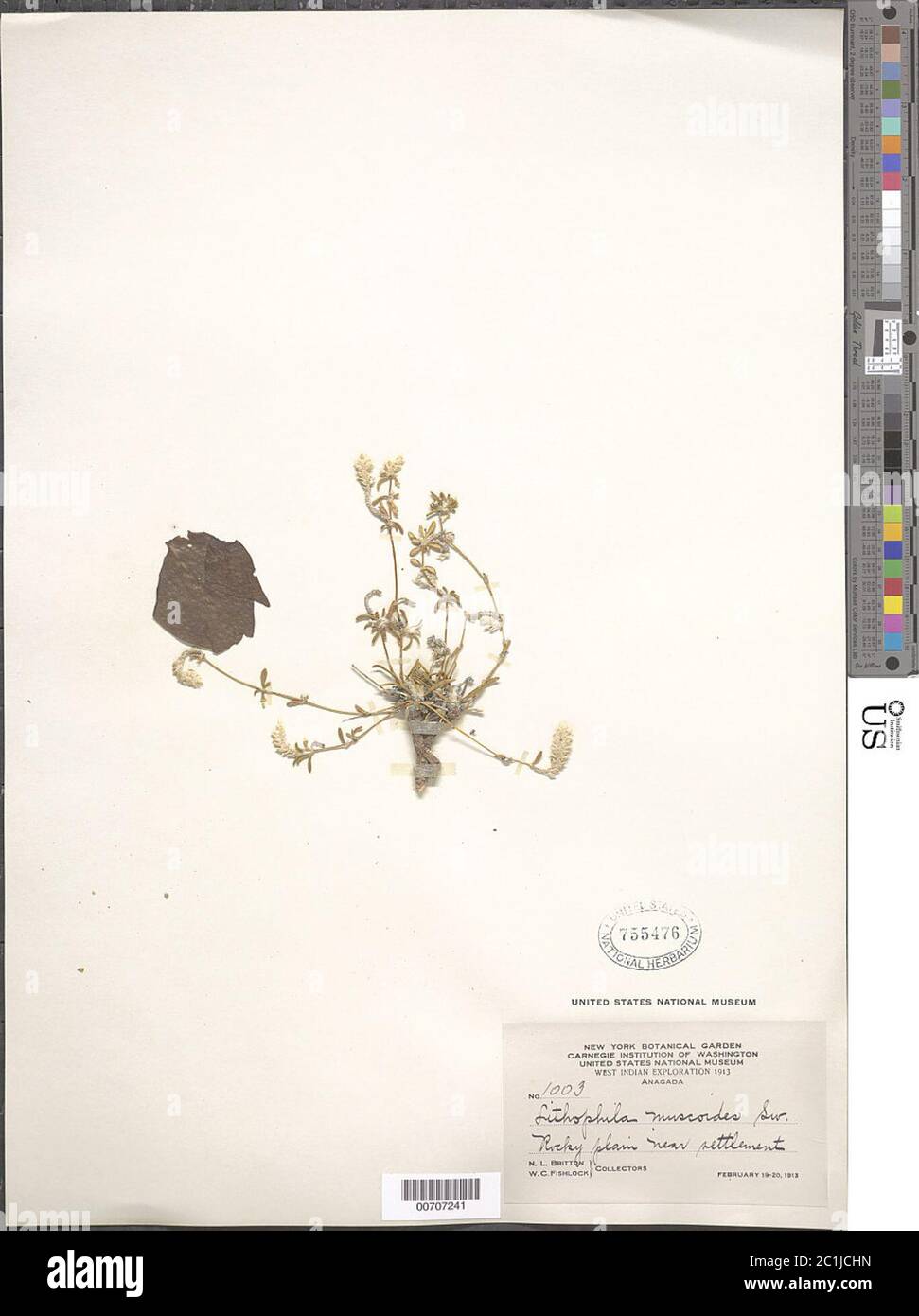 Lithophila muscoides Sw Lithophila muscoides Sw Stock Photo - Alamy