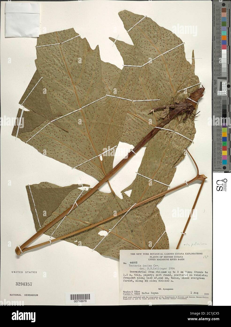 Tectaria incisa hi-res stock photography and images - Alamy