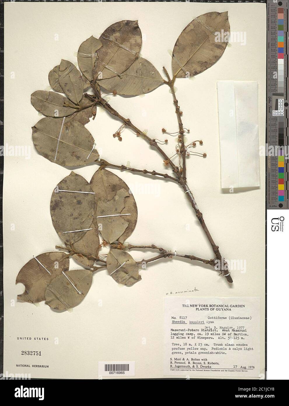 Rheedia acuminata Ruiz Pav Planch Triana Rheedia acuminata Ruiz Pav ...