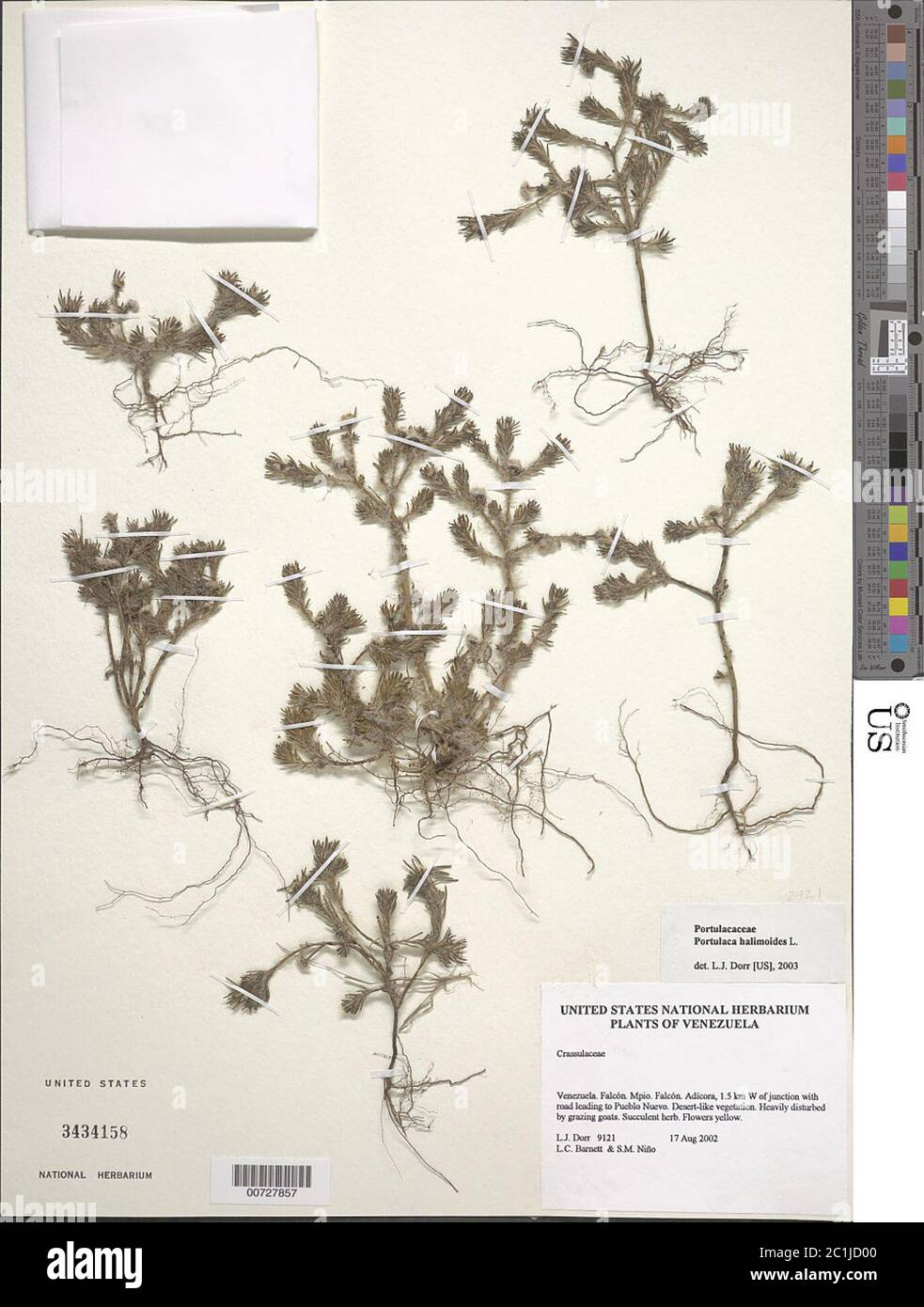 Portulaca halimoides L Portulaca halimoides L Stock Photo - Alamy