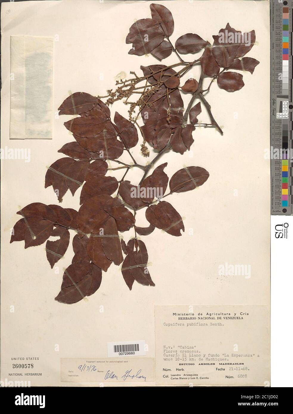 Copaifera pubiflora Benth Copaifera pubiflora Benth Stock Photo - Alamy