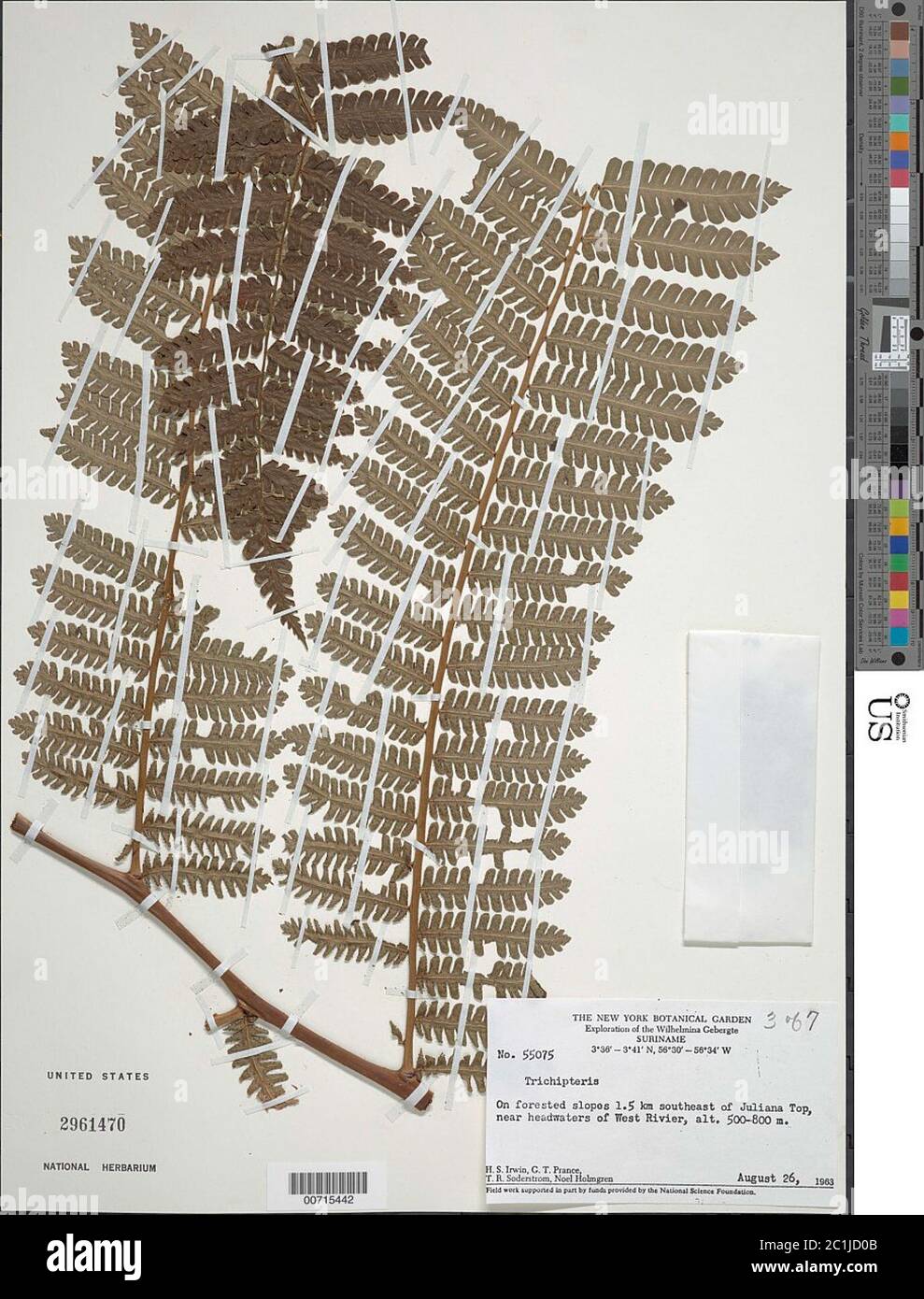 Cyathea sp hi-res stock photography and images - Alamy
