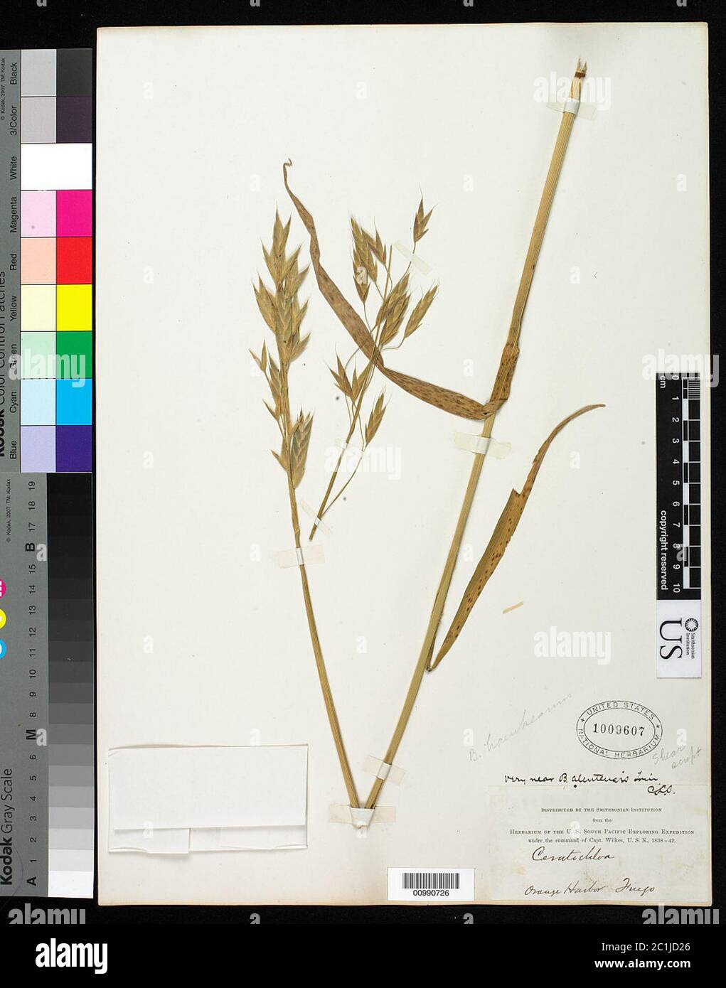 Bromus sp hi-res stock photography and images - Alamy