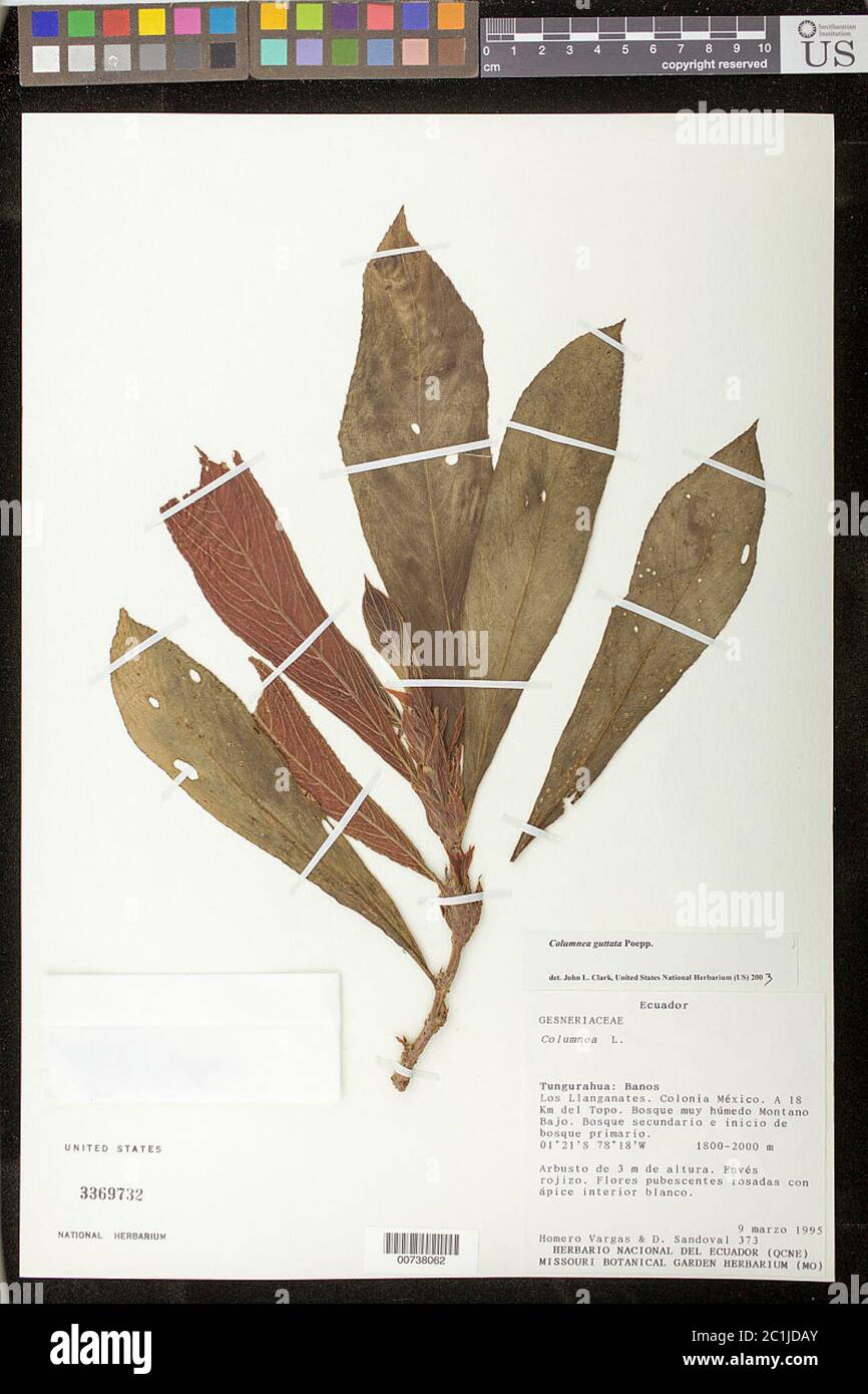 Columnea guttata Poepp Columnea guttata Poepp Stock Photo - Alamy