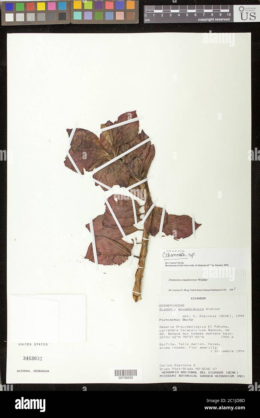 Columnea sp Columnea sp Stock Photo - Alamy