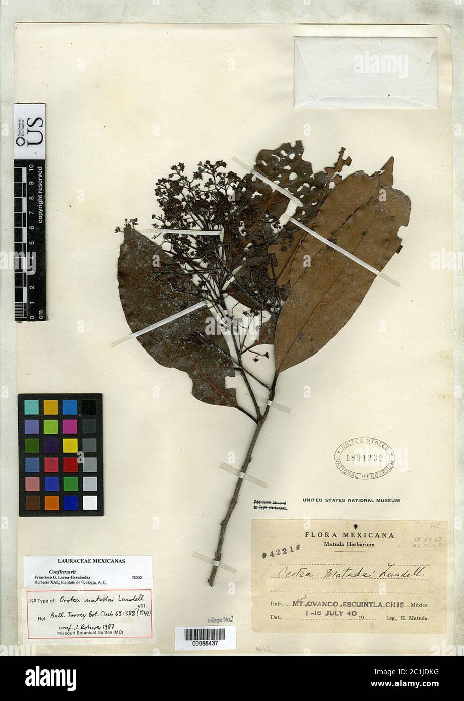 Ocotea hi-res stock photography and images - Alamy